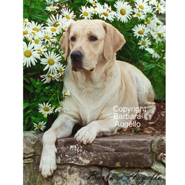 Yellow Lab - Etsy
