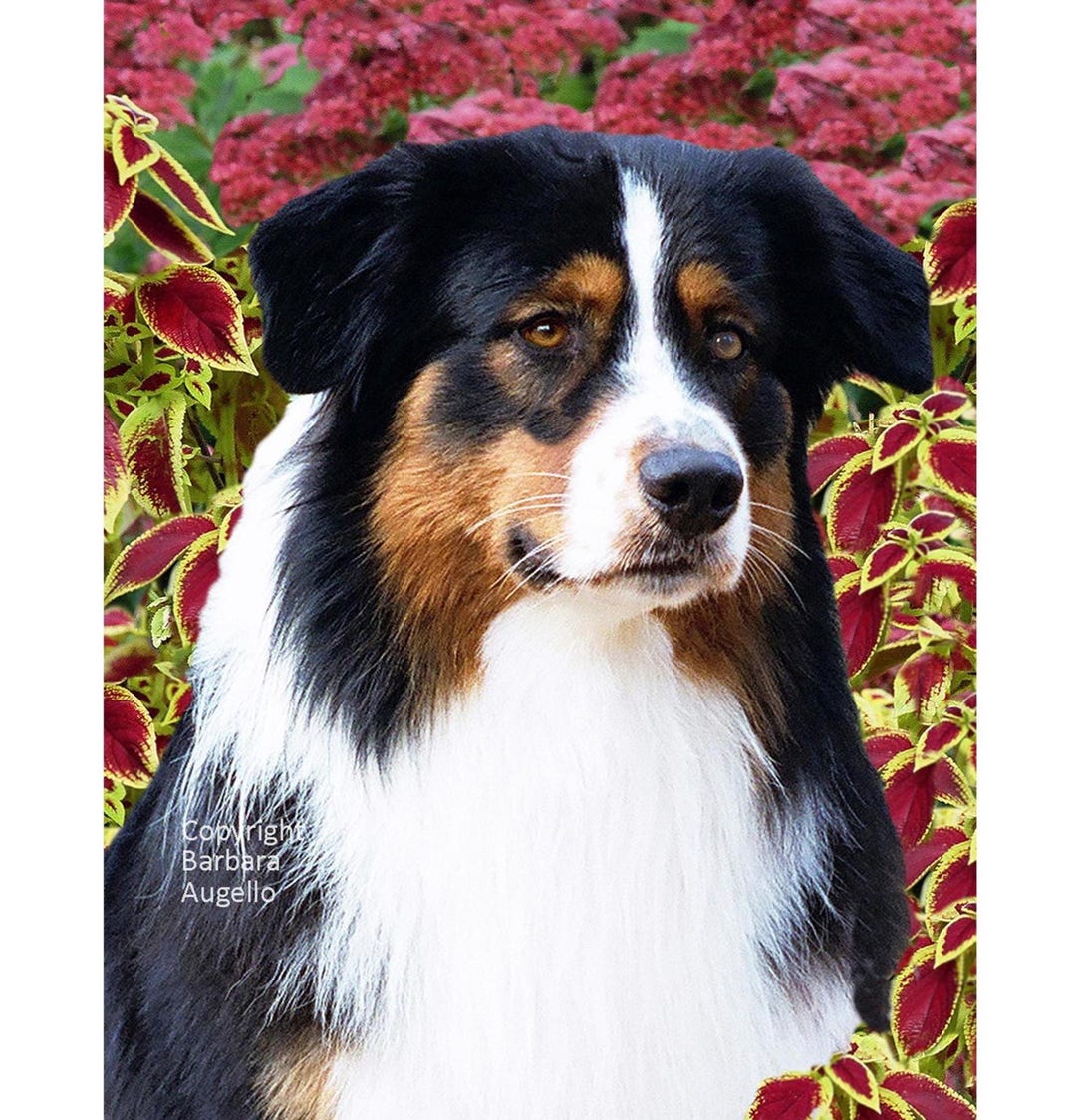 Australian Shepherd Flag: Tricolor Aussie Gift, Garden Art 12"x18" & 28 ...