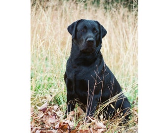 Black Lab House Flag - Etsy