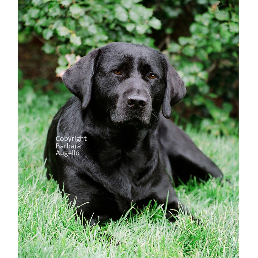 Black Lab Flag, Black Lab Gift - Etsy