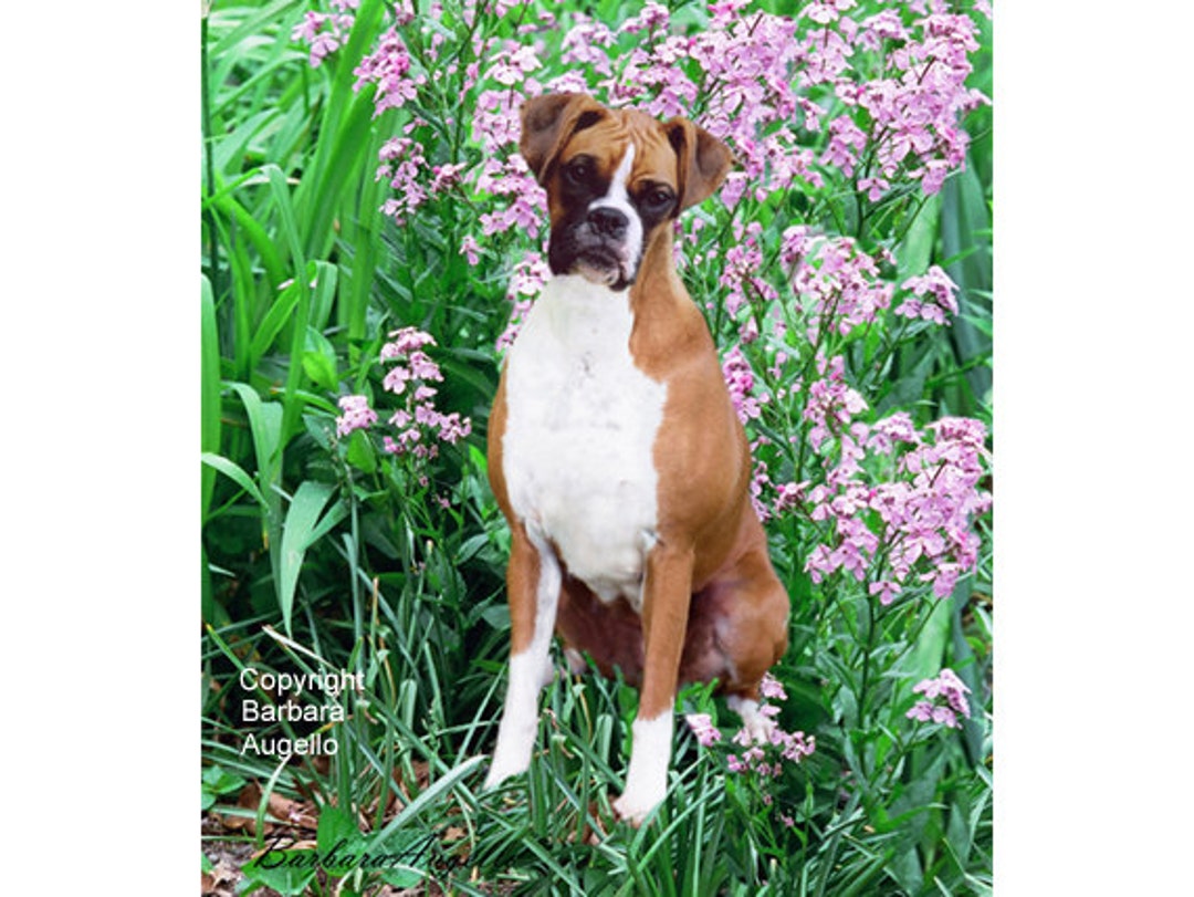 Boxer Dog Flag, Boxer Dog Gift, Boxer Dog Art - Etsy