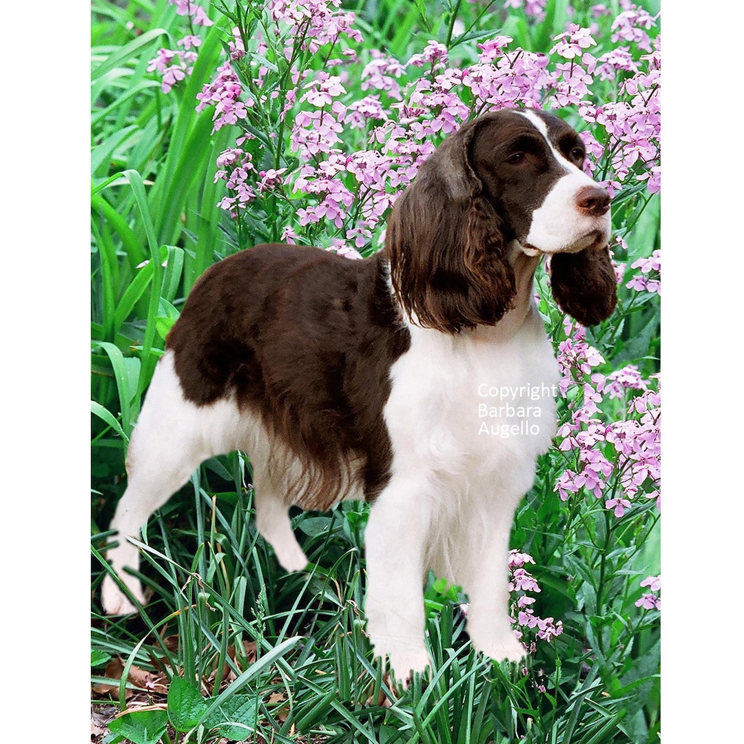 English Springer Spaniel Flag: Garden Art 12"x18" and 28"x40", L&W ...