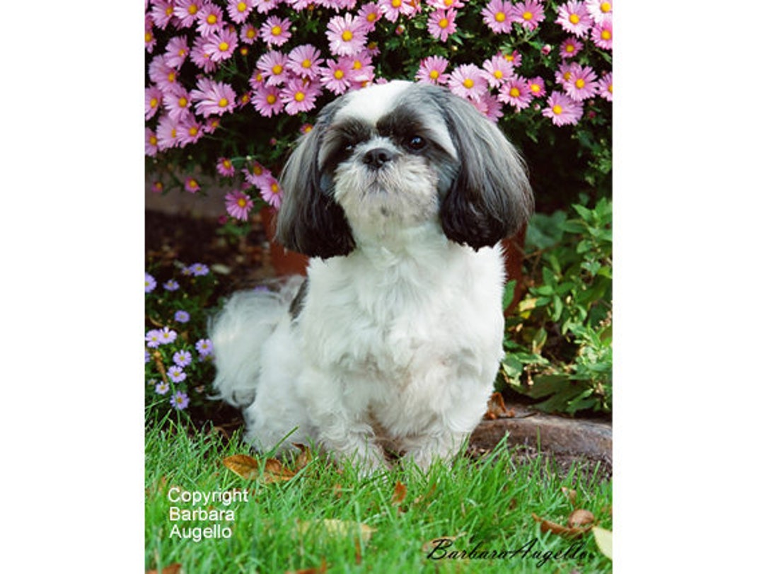 Shih Tzu Flag, Shih Tzu Dog Gift - Etsy