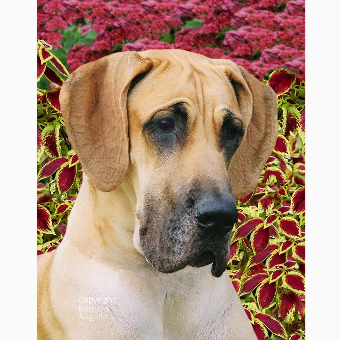 Great Dane Flag: Garden Art 12"x18" & 28" X 40", Fawn Great Dane Gift ...