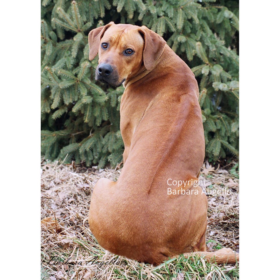 Rhodesian Ridgeback Flag, Ridgeback Gift, Ridgeback Art - Etsy