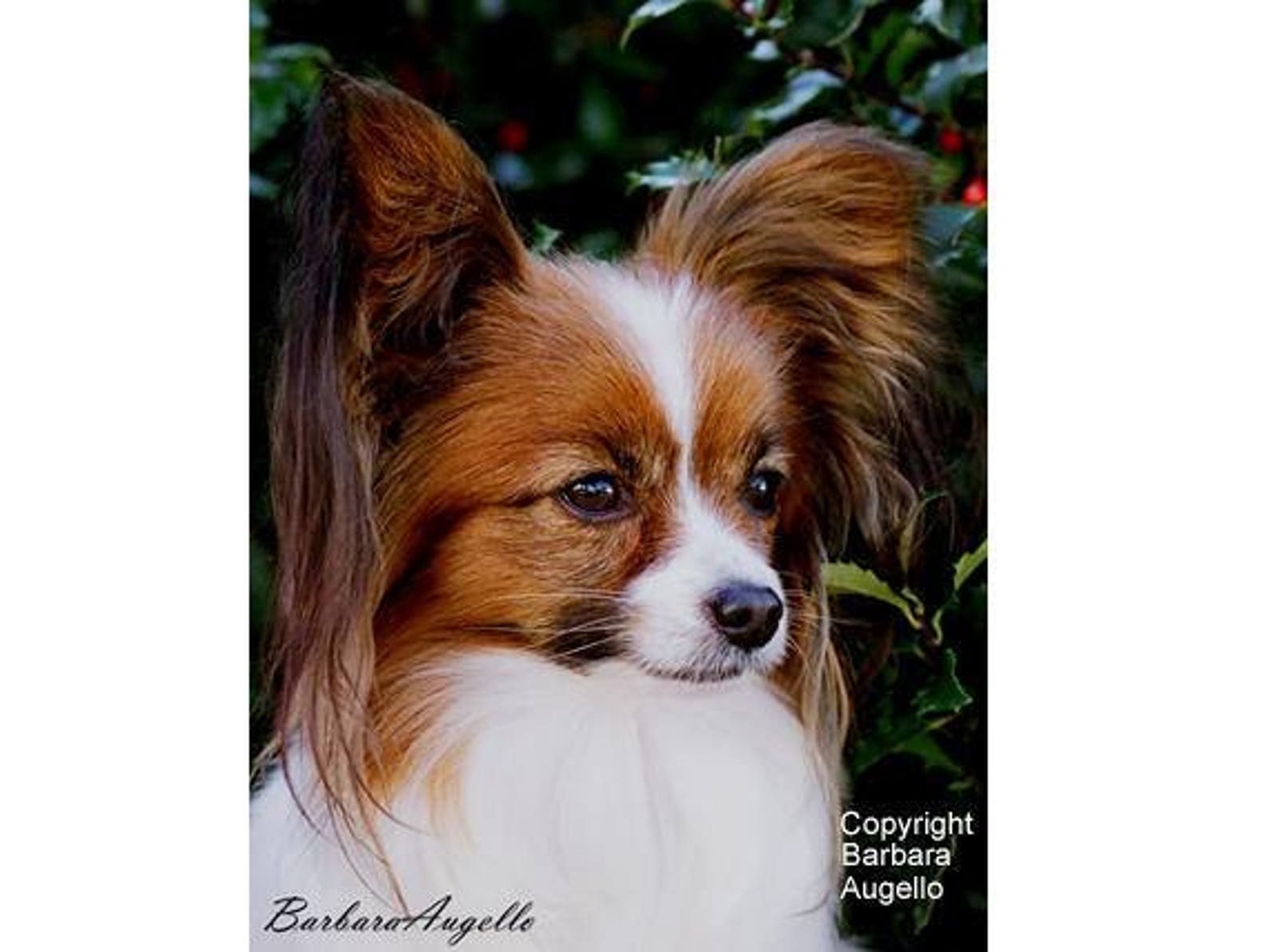 Papillon Flag, Papillon Gift, Papillon Art, Papillon - Etsy