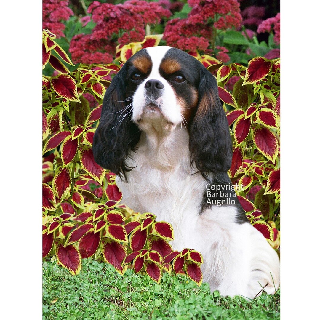 Cavalier King Charles Spaniel Flag, Cavalier Spaniel Gift, Cavalier ...