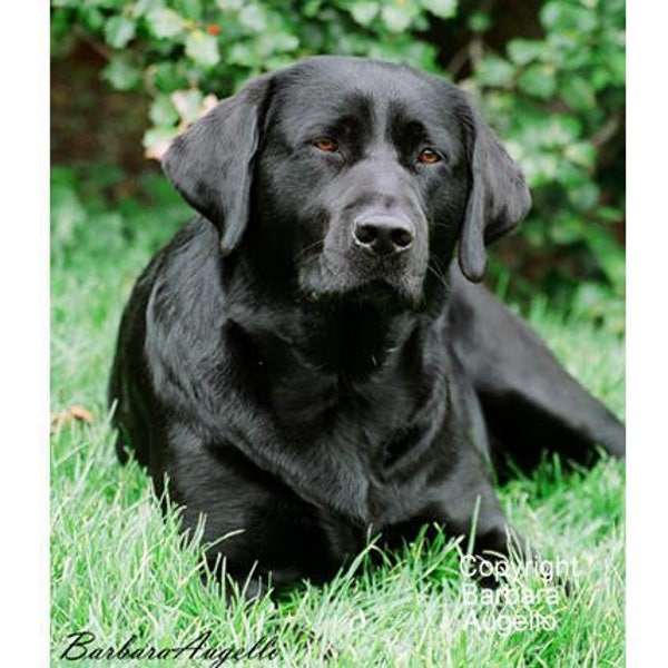 Black Lab House Flag - Etsy