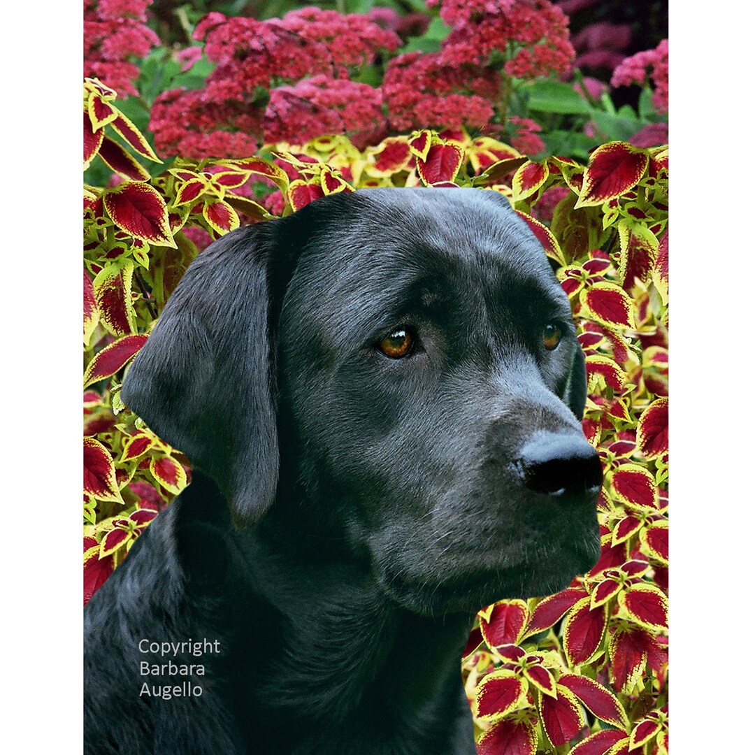 Black Lab Flag, Black Lab Gift, Black Lab Art - Etsy