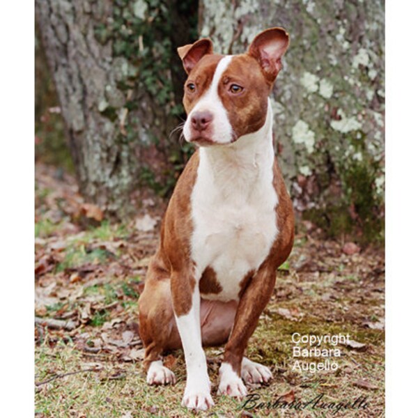 Pit Bull Garden Flag - Etsy