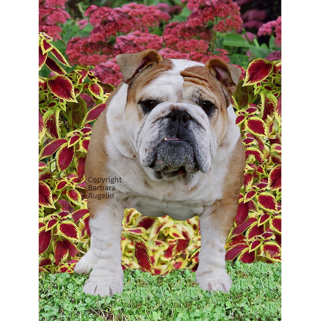 English Bulldog Flag, English Bulldog Gift, English Bulldog Art - Etsy