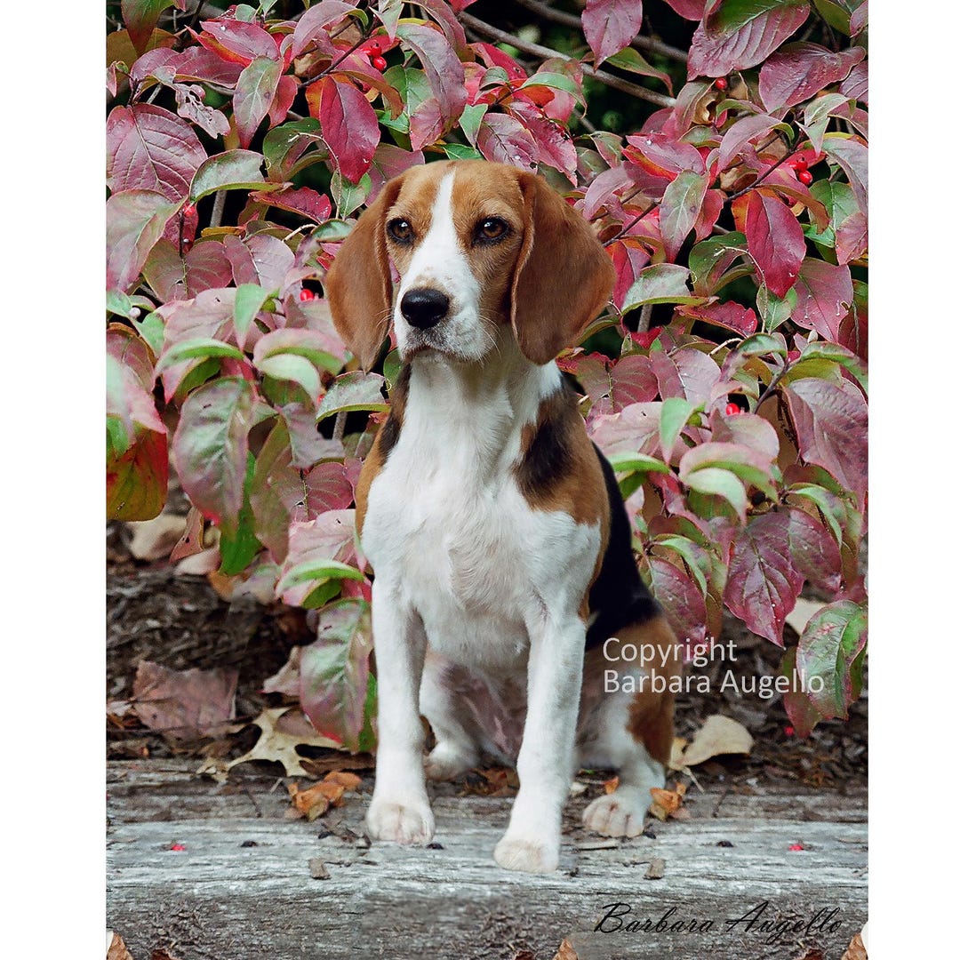 Beagle Flag, Beagle Gift, Beagle Art - Etsy