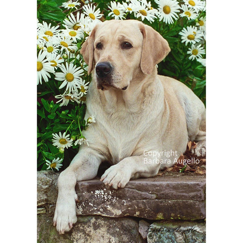 Yellow Lab Decor - Etsy