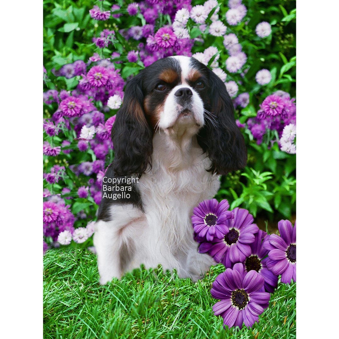 Cavalier King Charles Spaniel Flag: Tricolor Cav Lover Gift, Garden Art ...