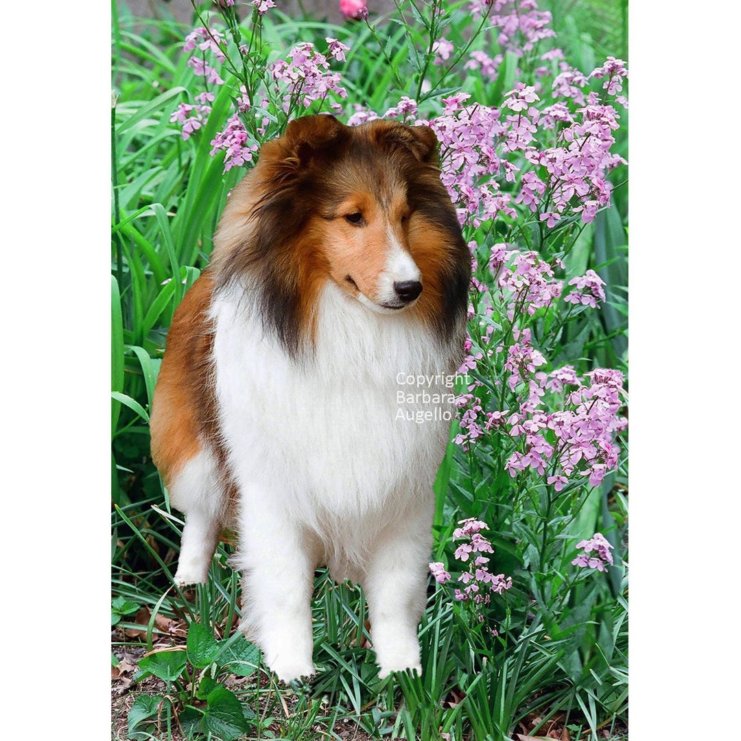 Sheltie Flag: Garden Art 12"x18" & 28"x40", Sable Sheltie Gift - Etsy