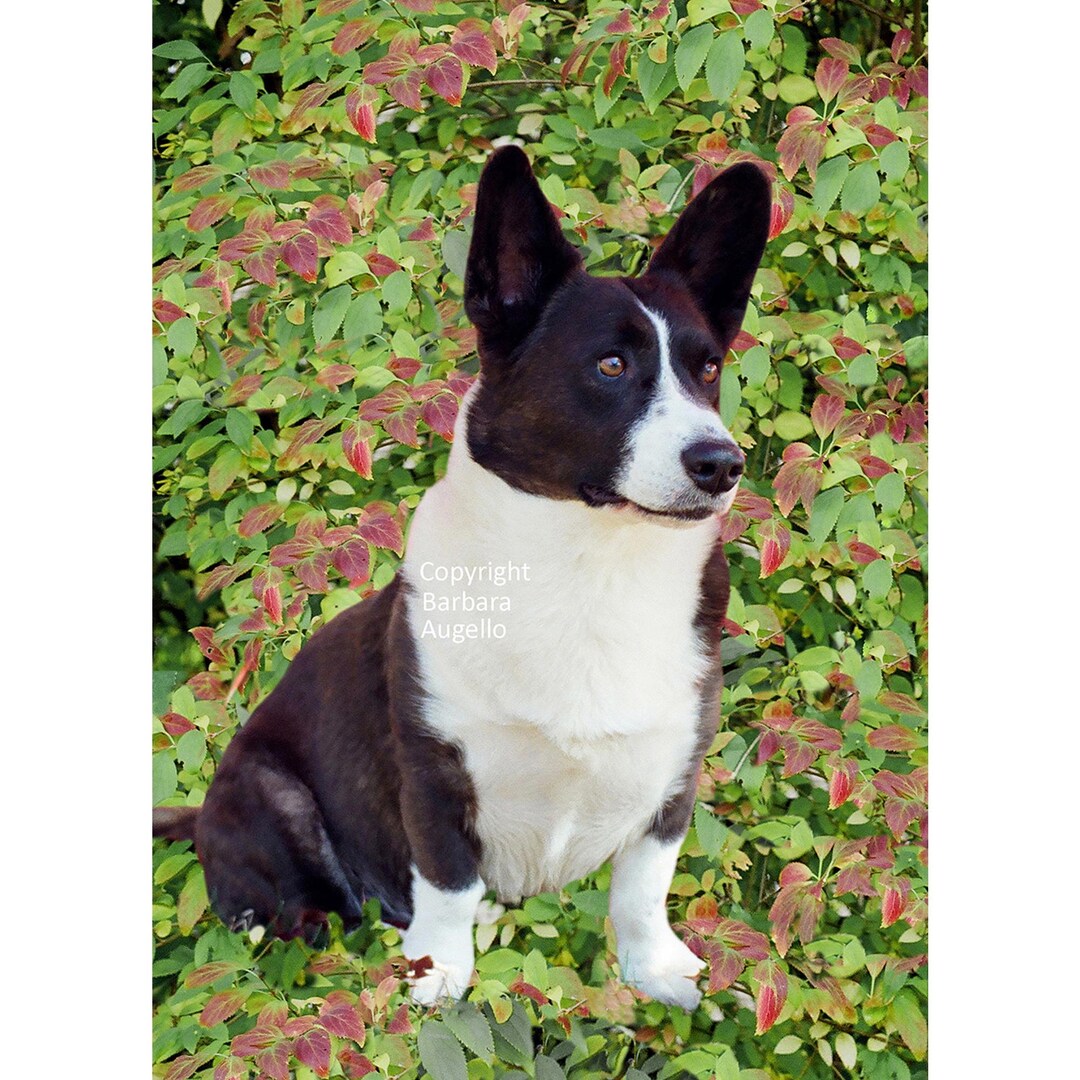 Corgi Cardigan Welsh Flag, Corgi Cardi Gift - Etsy