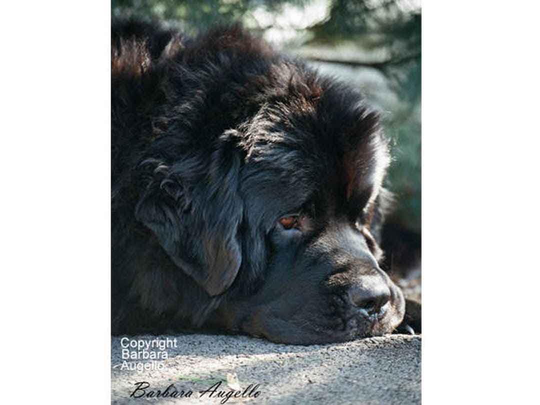 Newfoundland Dog Flag, Newfoundland Dog Gift - Etsy