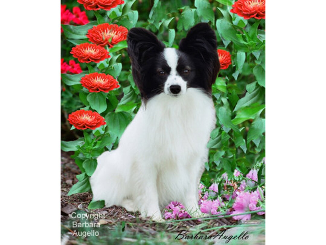 Papillon Flag, Papillon Gift, Papillon Art - Etsy