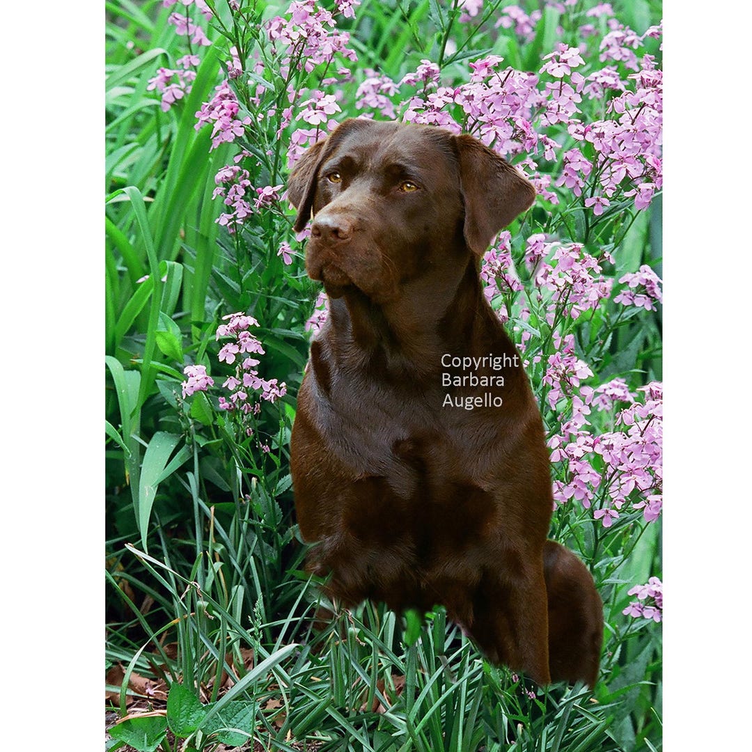 Chocolate Lab Flag: Labrador Lover Gift, Dog Garden Art 12"x18" & 28 ...