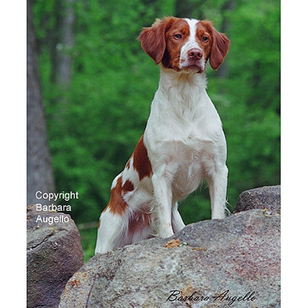 Brittany Spaniel Art - Etsy