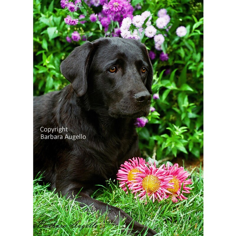 Black Lab Art - Etsy