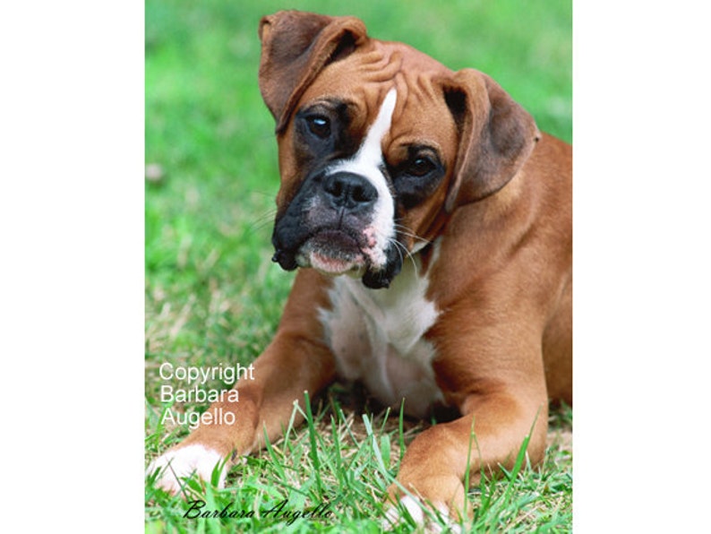 Boxer Dog Flag, Boxer Dog Gift, Boxer Dog Art, Boxer Dog - Etsy