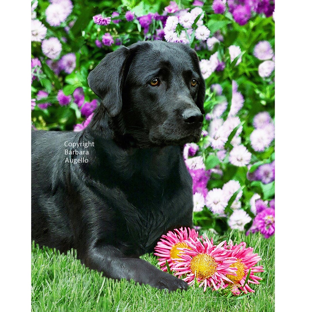 Black Lab Flag: Garden Art 12x18 & 28x40, Labrador Retriever Lover Gift ...