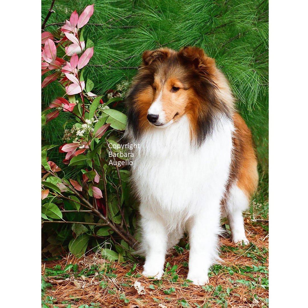 Sheltie Flag: Sable Sheltie Gift, Garden Art 12"x18" & 28" X 40" - Etsy