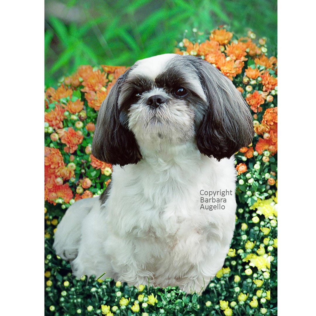 Shih Tzu Flag, Shih Tzu Gift, Shih Tzu Art - Etsy