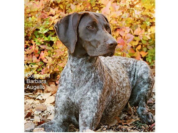 Blue Heeler German Shorthair Mix