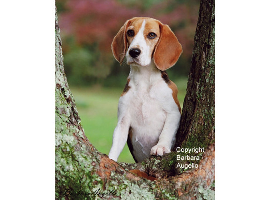 Beagle Flag Beagle Gift Beagle Art Beagle - Etsy