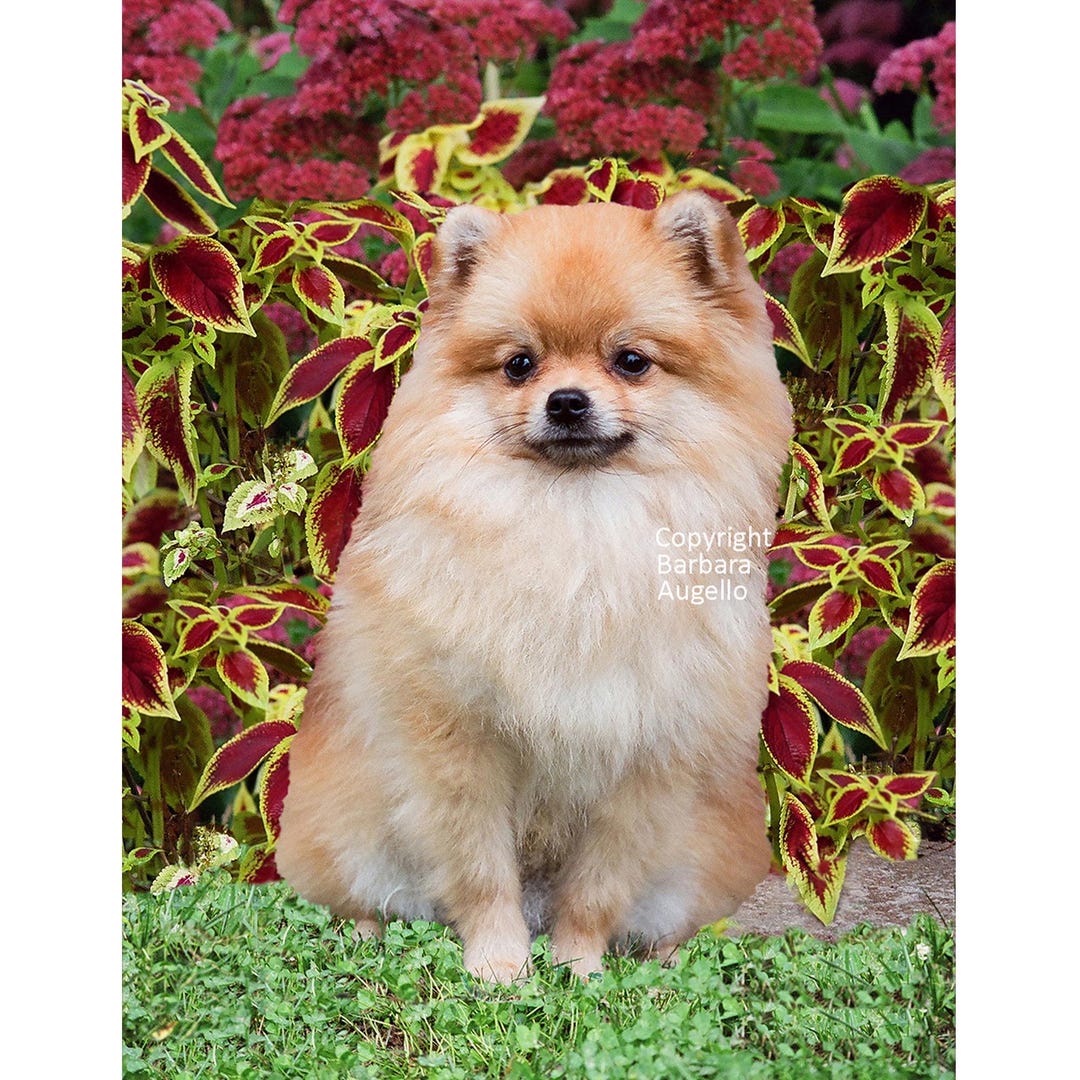 Pomeranian Flag: 12"x18" & 28"x40" Garden Art - Etsy