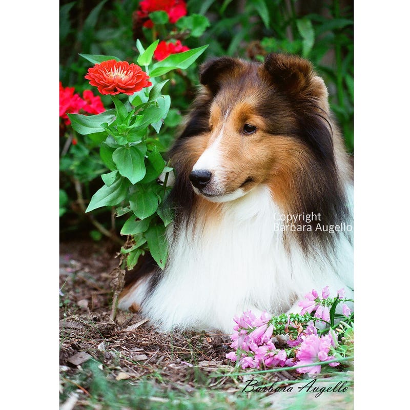 Sheltie Art - Etsy