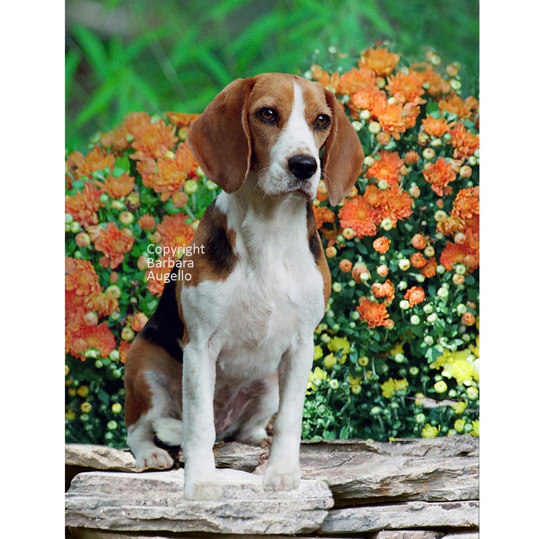 Beagle Flag: Garden Art 28"x40" & 12"x18", Beagle Gift - Etsy