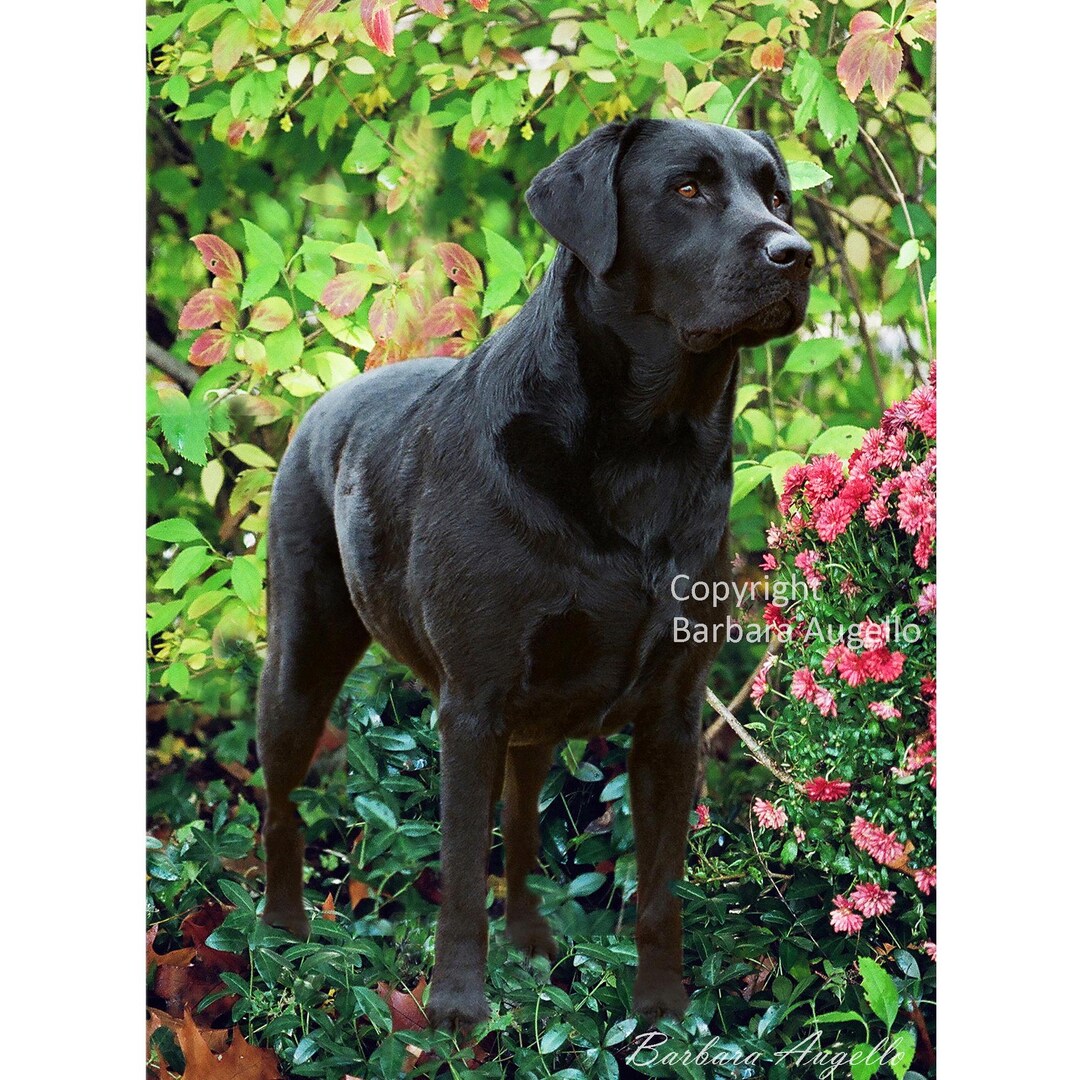 Black Lab Flag: Labrador Fall Background, Garden Art Gift 12x18 & 28x40 ...
