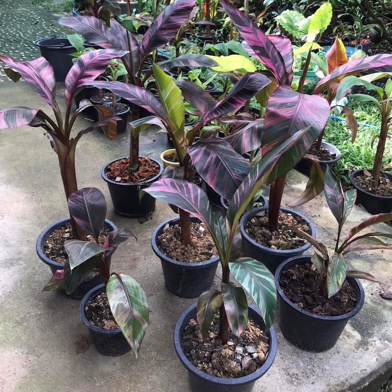 Banana Musa Nono Variegated Pink Live Baby Plant Big Leaf Will Be Cut ...