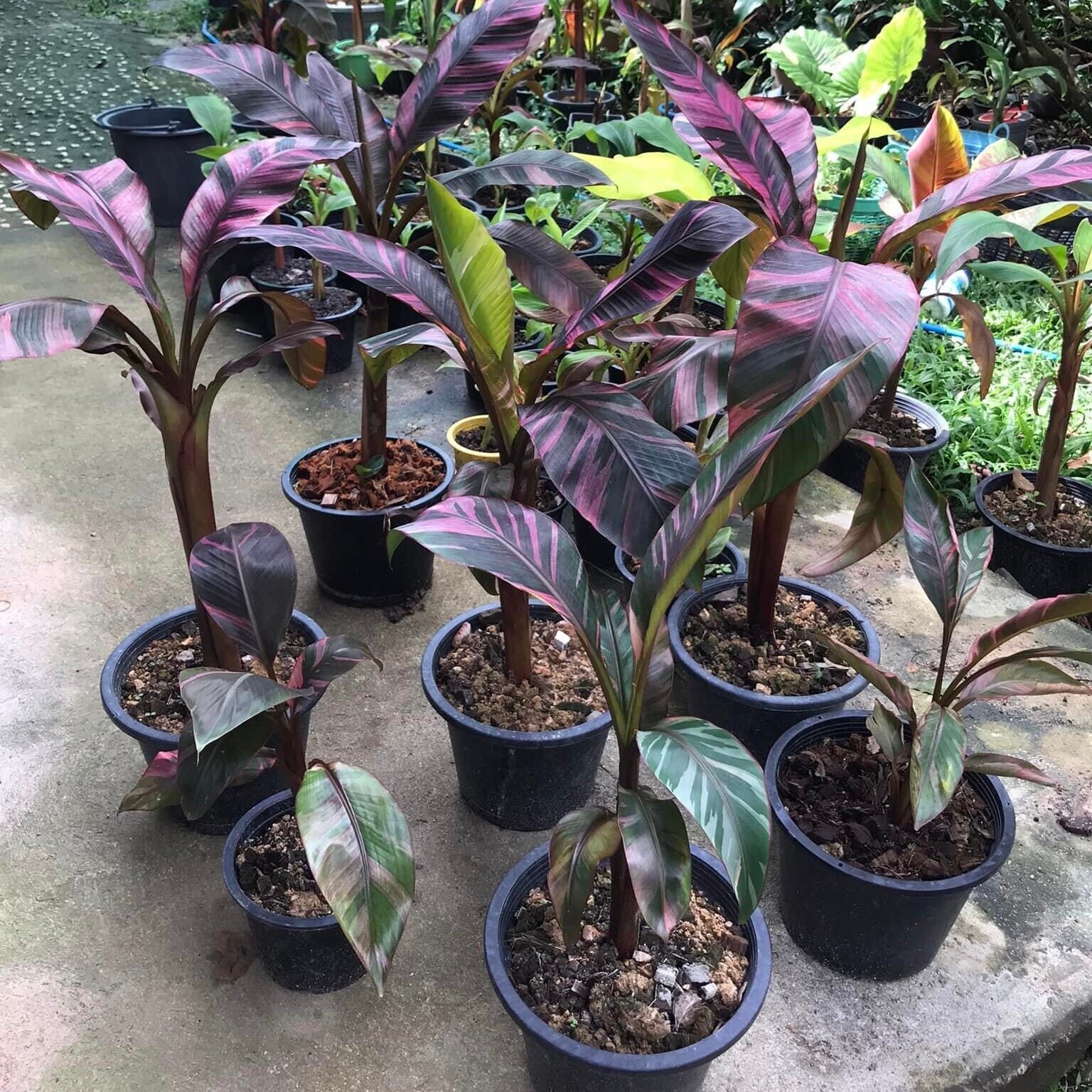 Banana Musa Nono Variegated Pink Live Baby Plant Big Leaf Will Be Cut ...