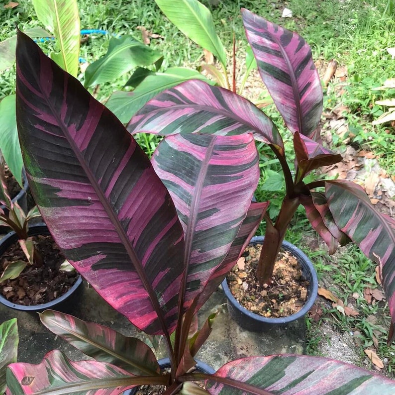Banana Musa Nono Variegated Pink Live Baby Plant Big Leaf Will Be Cut ...