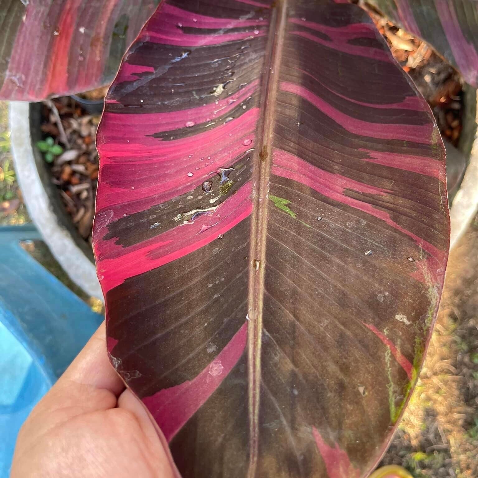 Banana Musa Nono Variegated Pink Live Baby Plant Big Leaf Will Be Cut ...