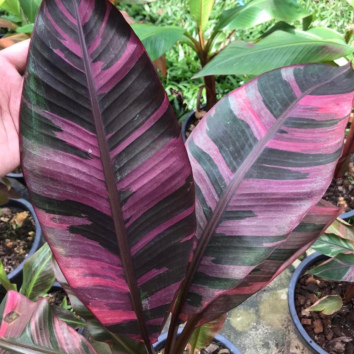 Banana Musa Nono Variegated Pink Live Baby Plant Big Leaf Will Be Cut ...