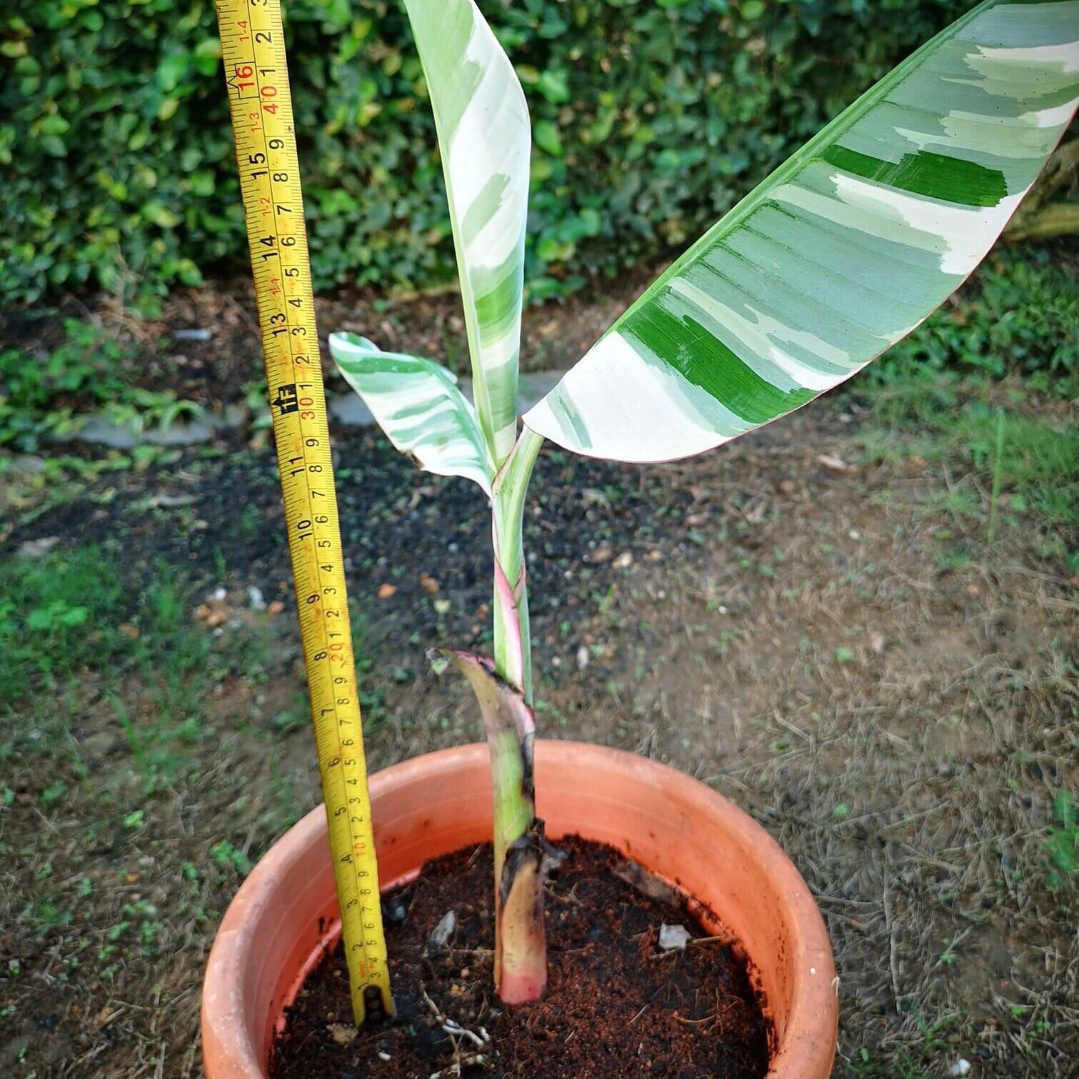 Banana Musa Nono Variegated Pink Live Baby Plant Big Leaf Will Be Cut ...