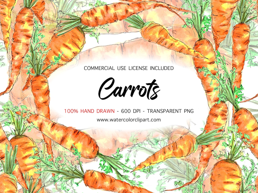 Unlimited Commercial Use, Watercolor Carrot Clip Art Transparent PNG ...