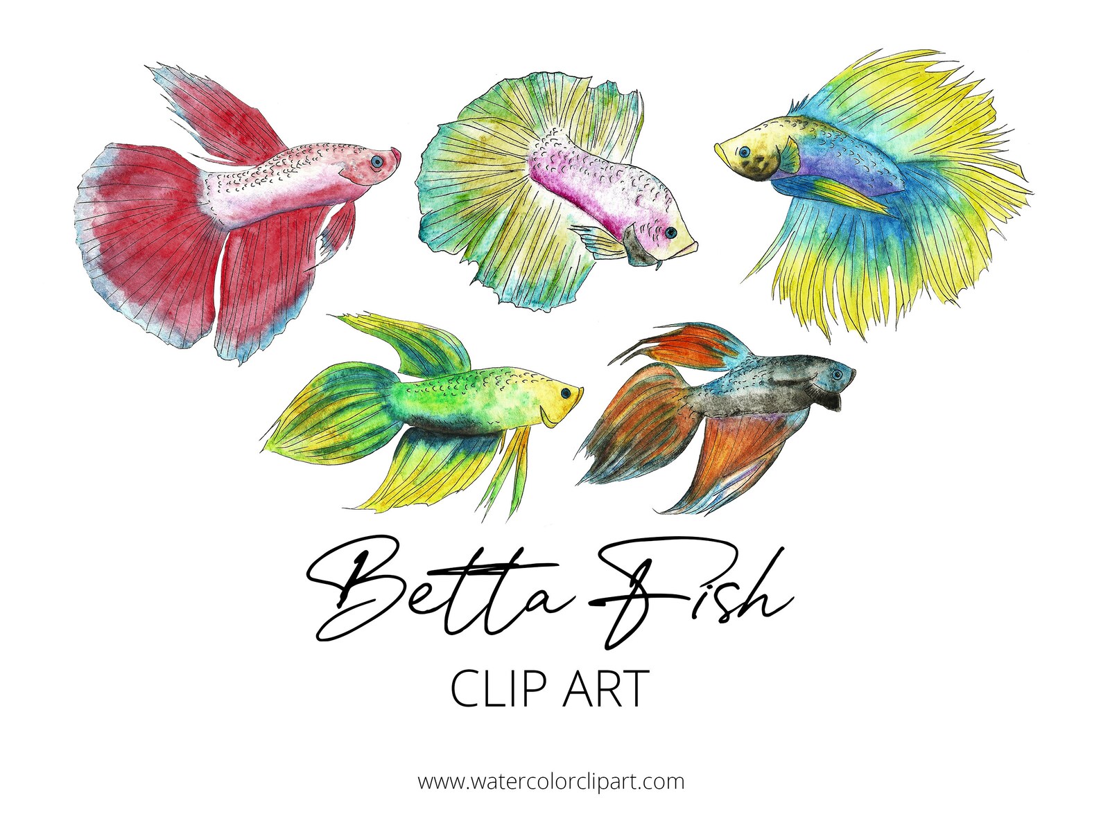 Watercolor Betta Fish Clip Art Commercial Use, Siamese Fighting Fish ...