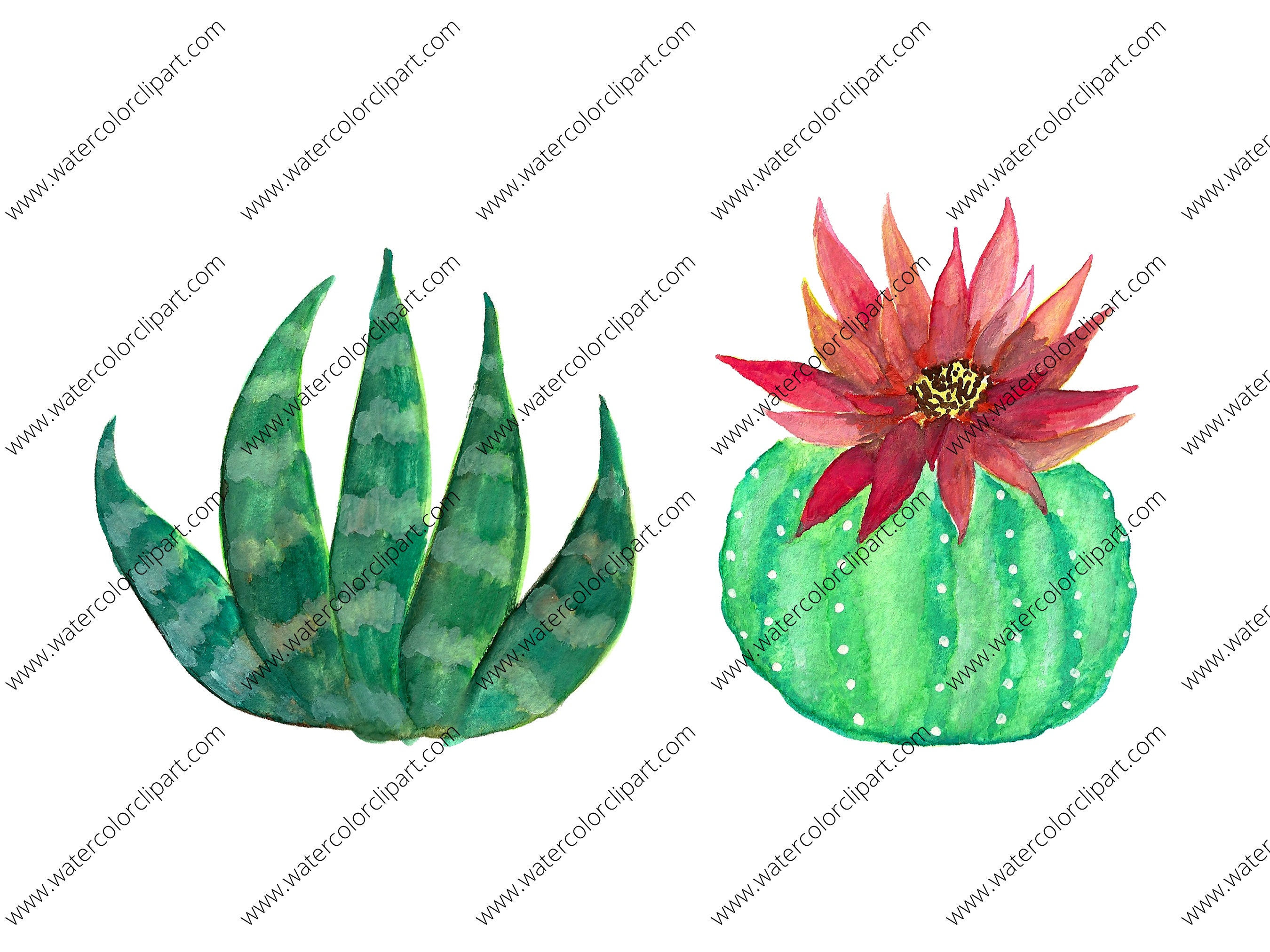 Watercolor Cactus Clip Art, Custom Invitations Clip Art, Digital Cacti ...