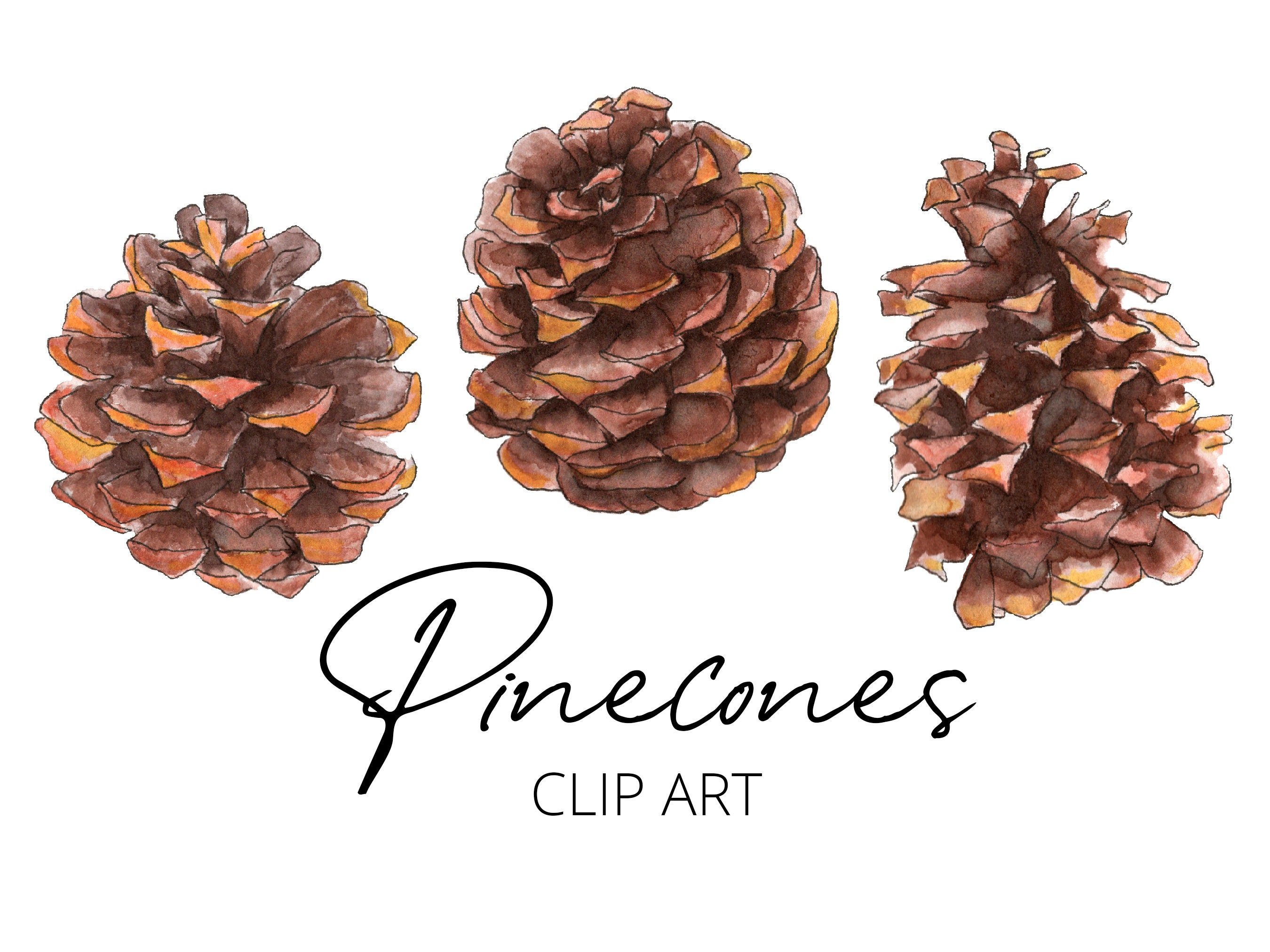 Watercolor Pinecones Clipart, Watercolor Christmas Clipart, Watercolor ...