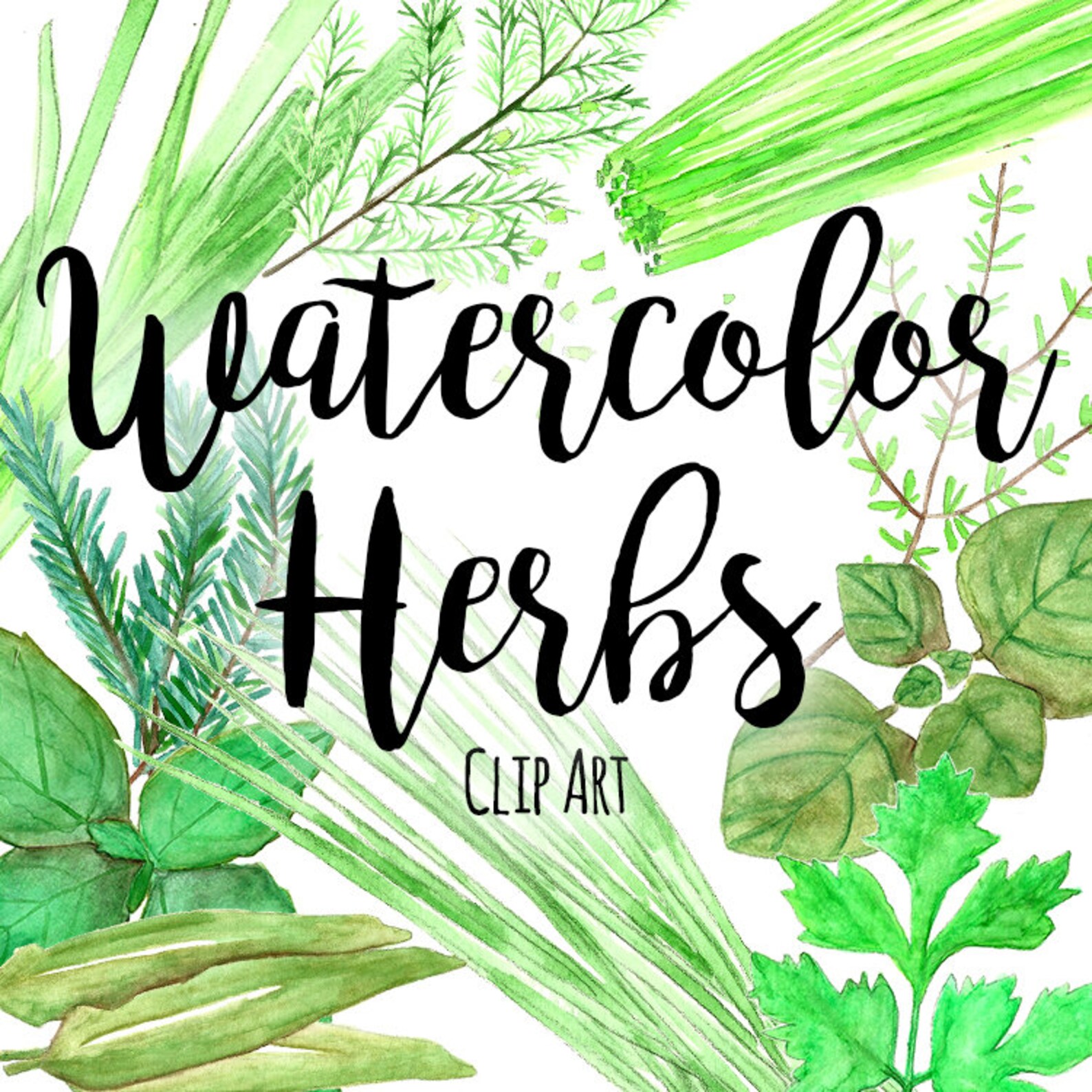 Watercolor Herbs Clipart, Herbal Clip Art, Basil Leaf Clip Art, Recipes ...