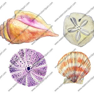 Handpainted Watercolor Seashell Clip Art, Starfish Clip Art, Watercolor ...
