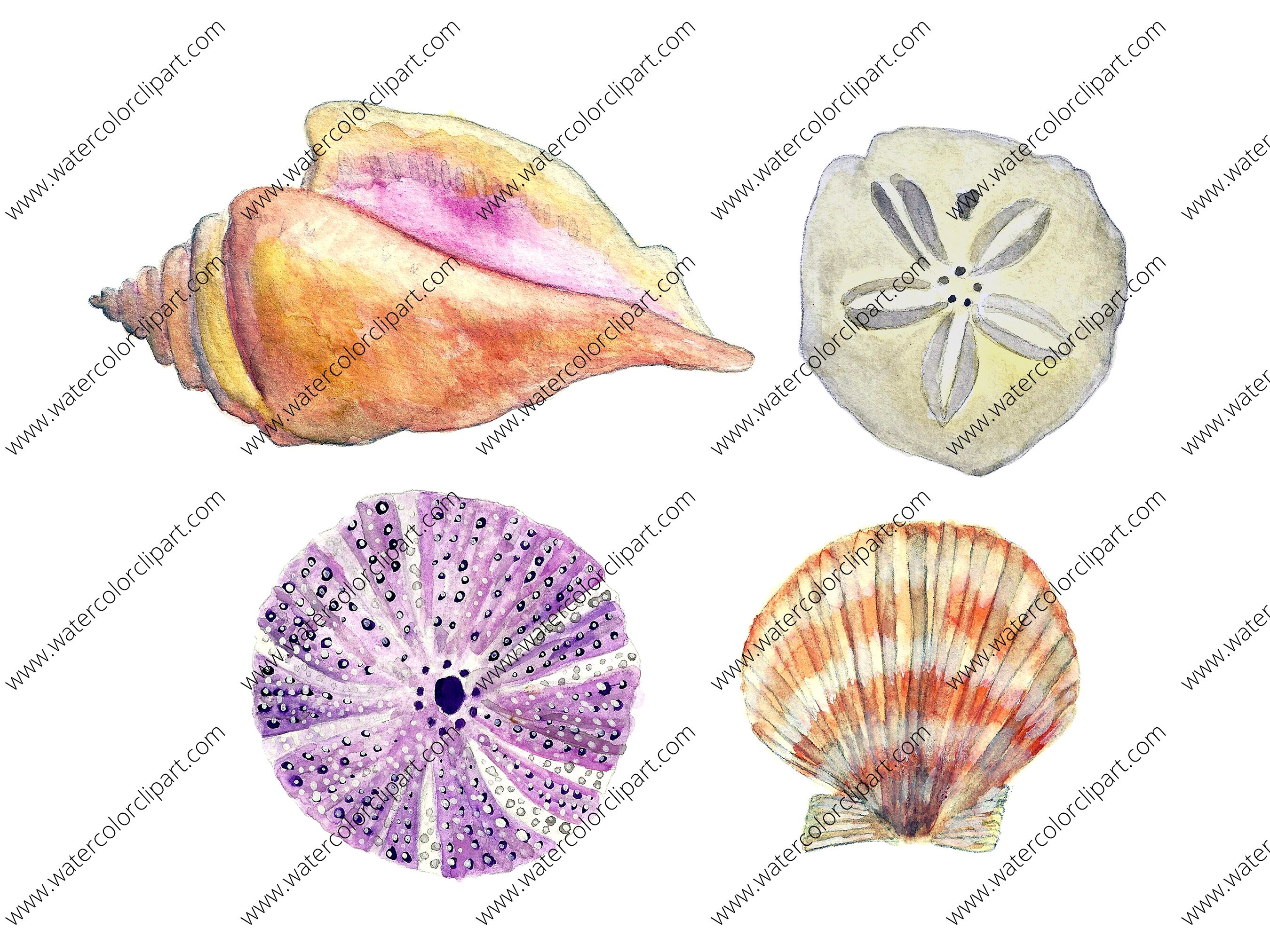 Handpainted Watercolor Seashell Clip Art, Starfish Clip Art, Watercolor ...