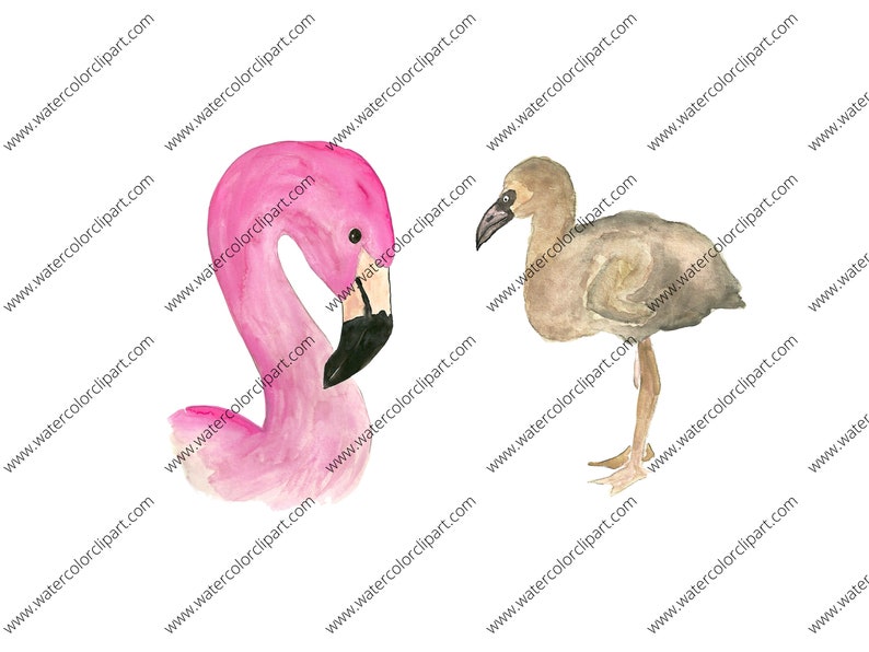 Hand Painted Watercolor Pink Flamingo Clipart, INSTANT DOWNLOAD ...