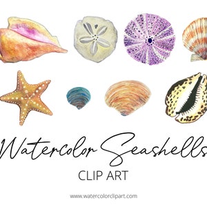 Handpainted Watercolor Seashell Clip Art, Starfish Clip Art, Watercolor ...